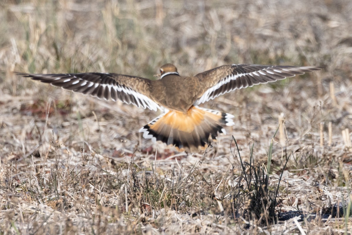 eBird Checklist - 14 Jan 2025 - River Rd, Stumpy Point US-NC 35.87528 ...
