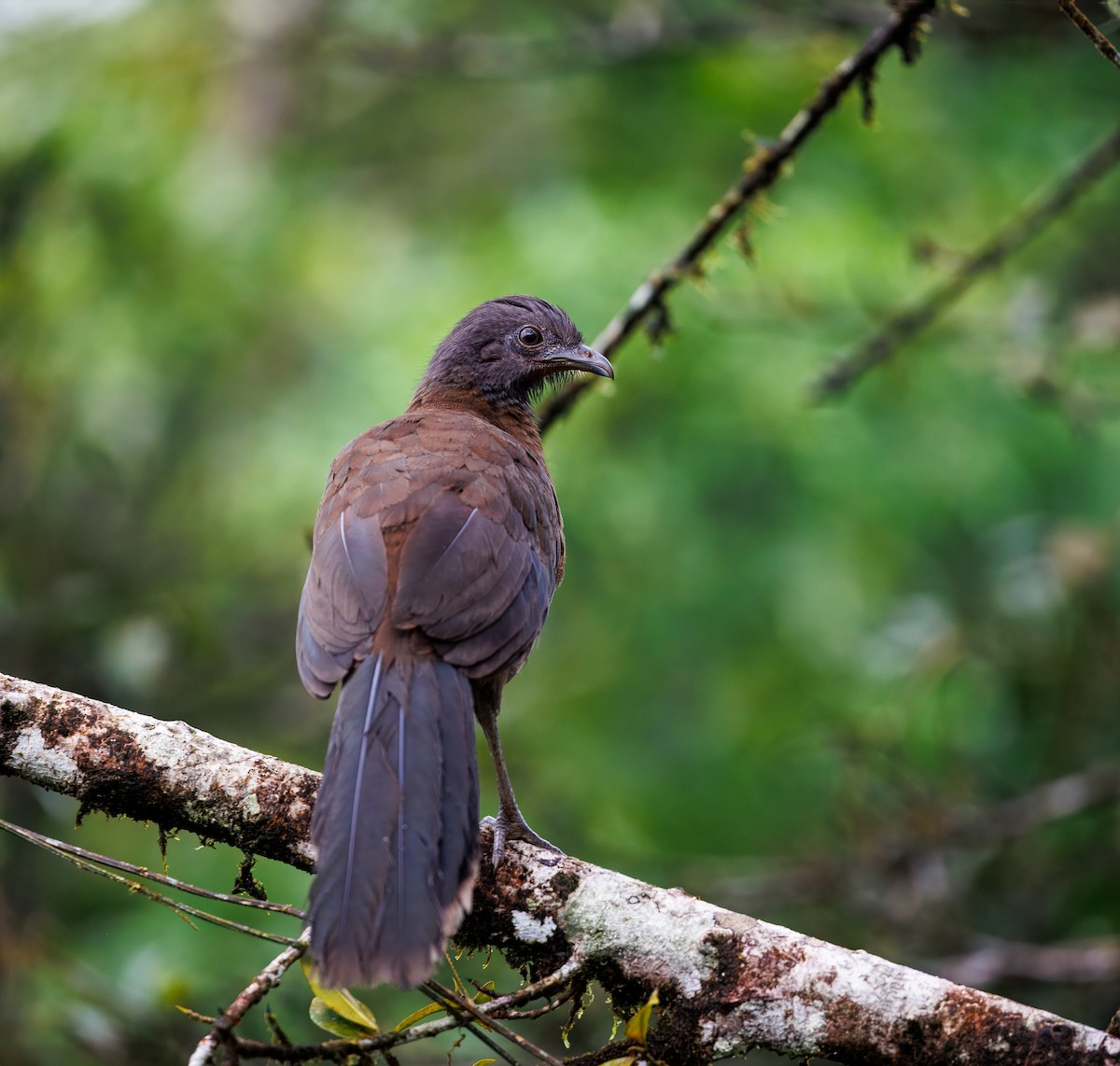 eBird Checklist - 25 Dec 2024 - Arenal Observatory Lodge - 60 species