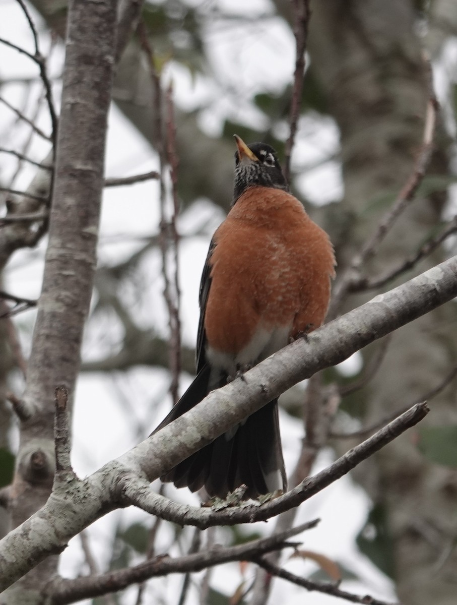 eBird Checklist - 15 Jan 2025 - My Backyard - 9 species