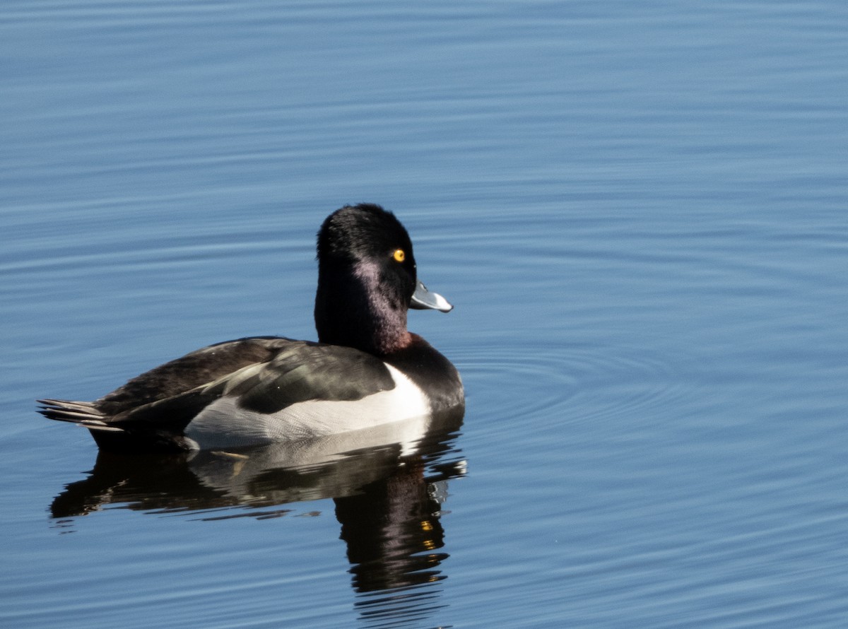eBird Checklist - 12 Jan 2025 - Alton Large Retention Ponds - 5 species