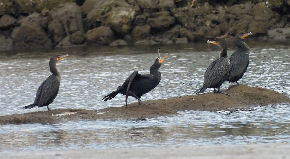 eBird Checklist - 15 Jan 2025 - Eagle Point Park - 19 species