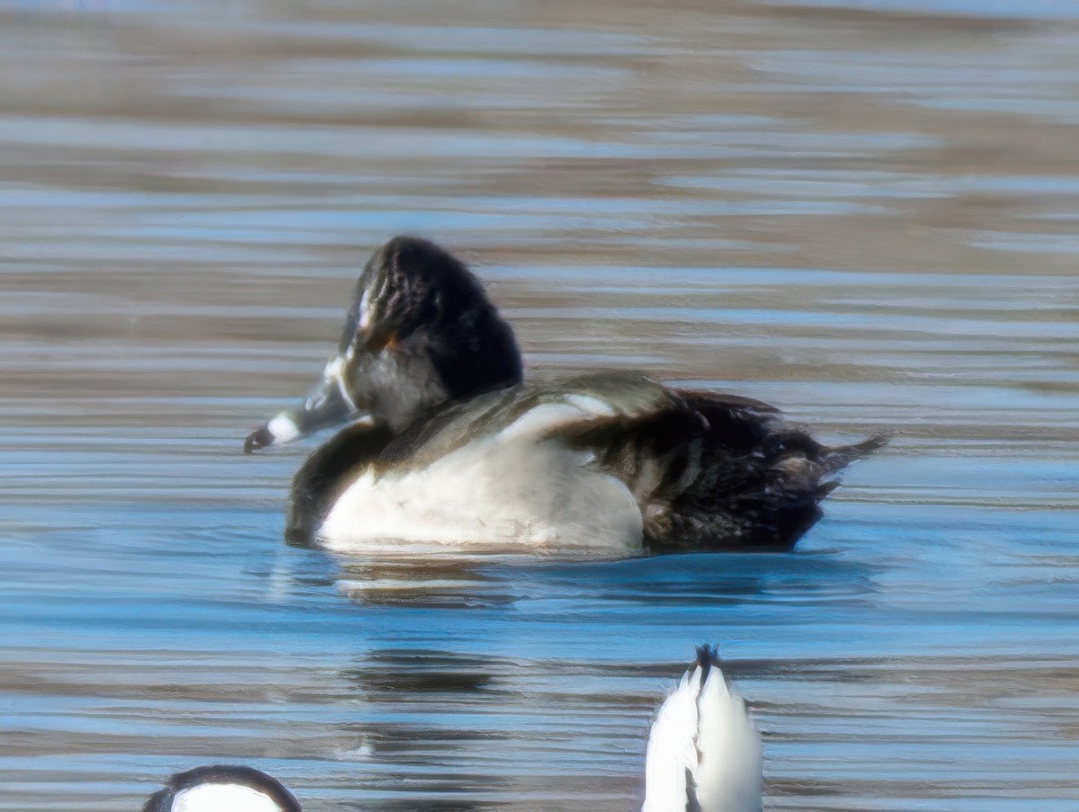 eBird Checklist - 15 Jan 2025 - Pella Crossing Open Space - 26 species