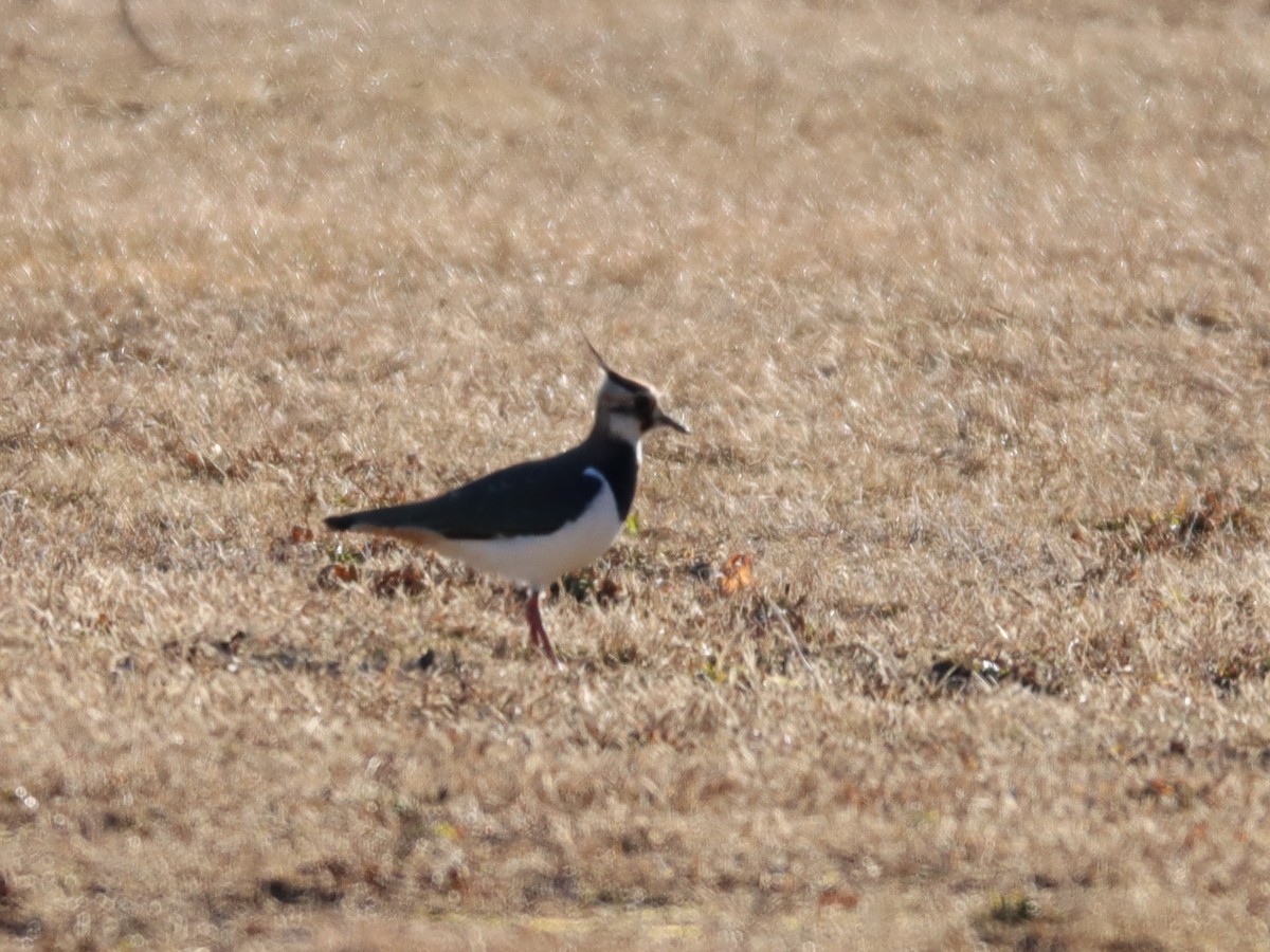 eBird Checklist - 15 Jan 2025 - Fort Rodman - 13 species