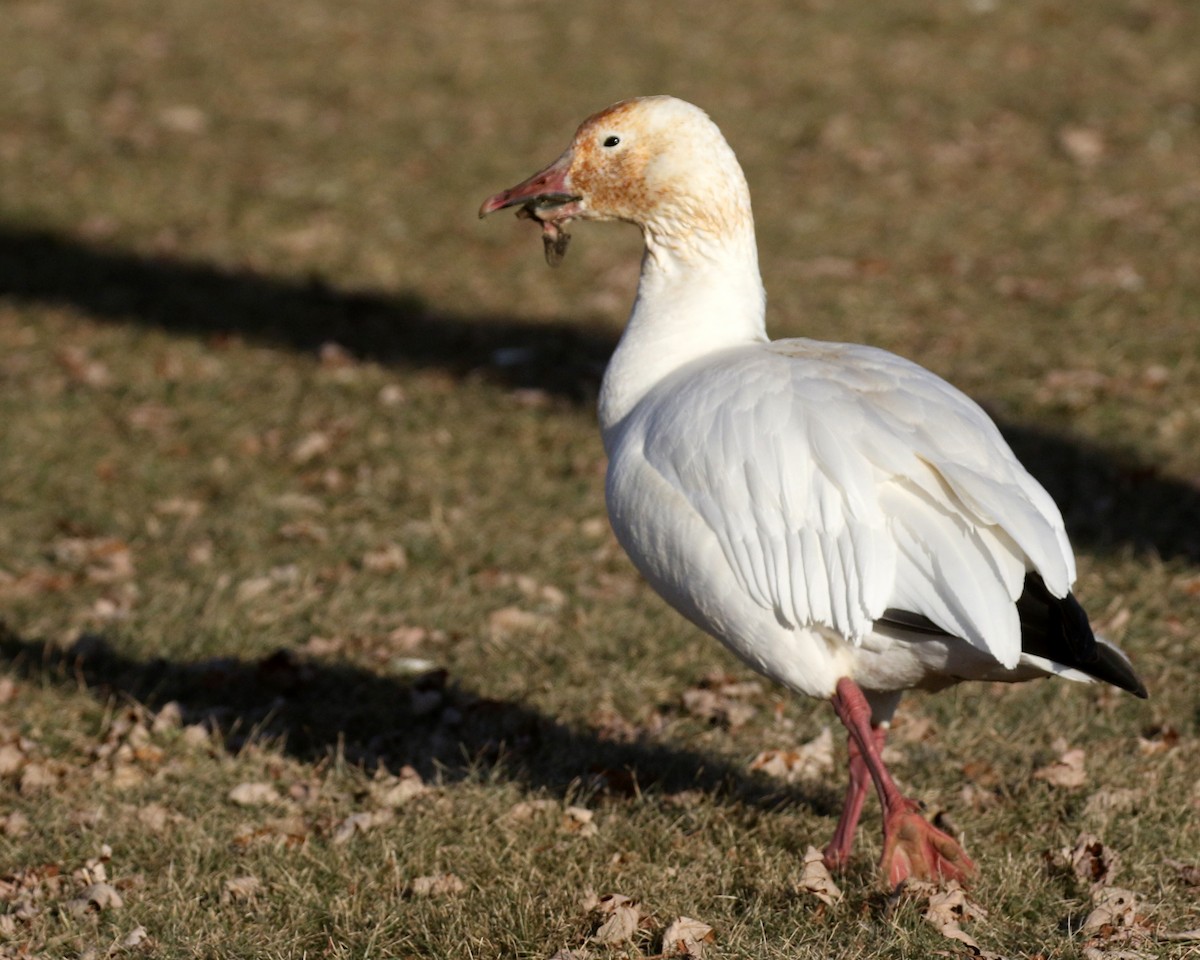 ML629155041 - Snow Goose - Macaulay Library