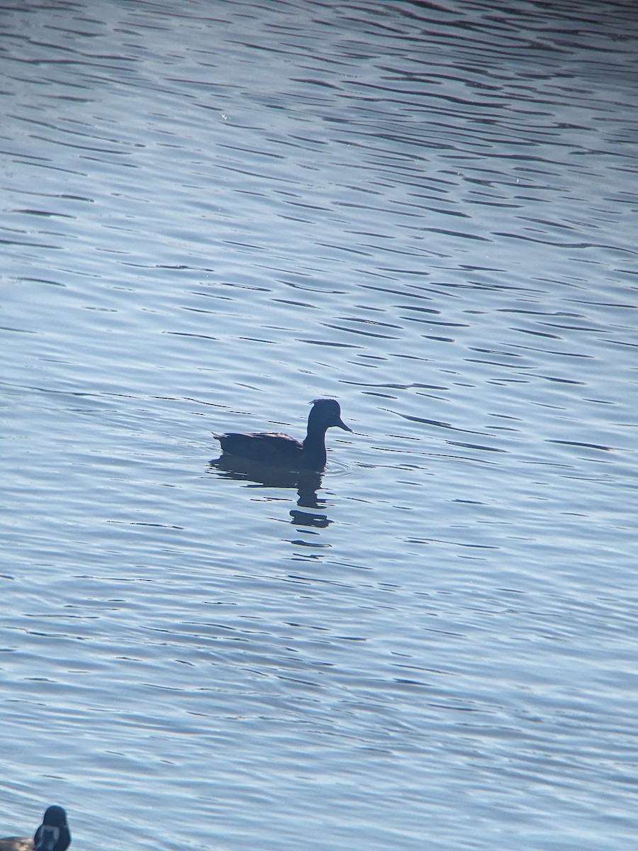 eBird Checklist - 15 Jan 2025 - Lake Merritt - 43 species (+2 other taxa)