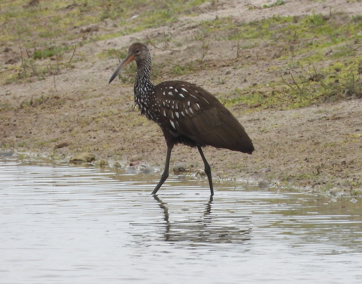 eBird Checklist - 15 Jan 2025 - Hogeye Recreational Path - 31 species ...