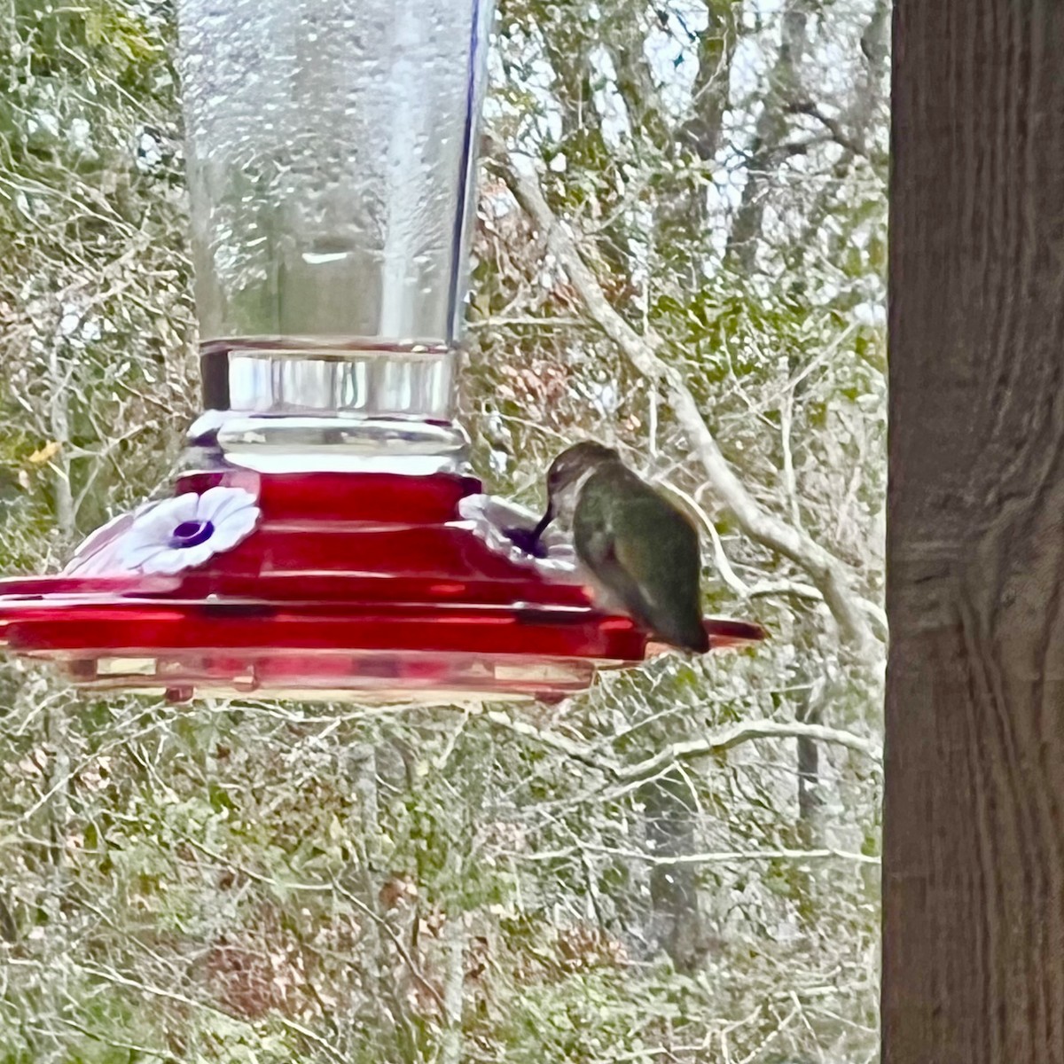 eBird Checklist - 14 Jan 2025 - Mature Oaks - 0 species (+1 other taxa)