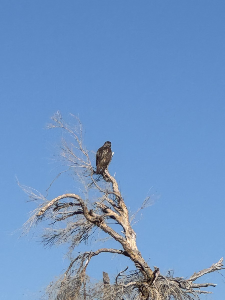 eBird Checklist - 15 Jan 2025 - Wiley Well Campground (Desert ...