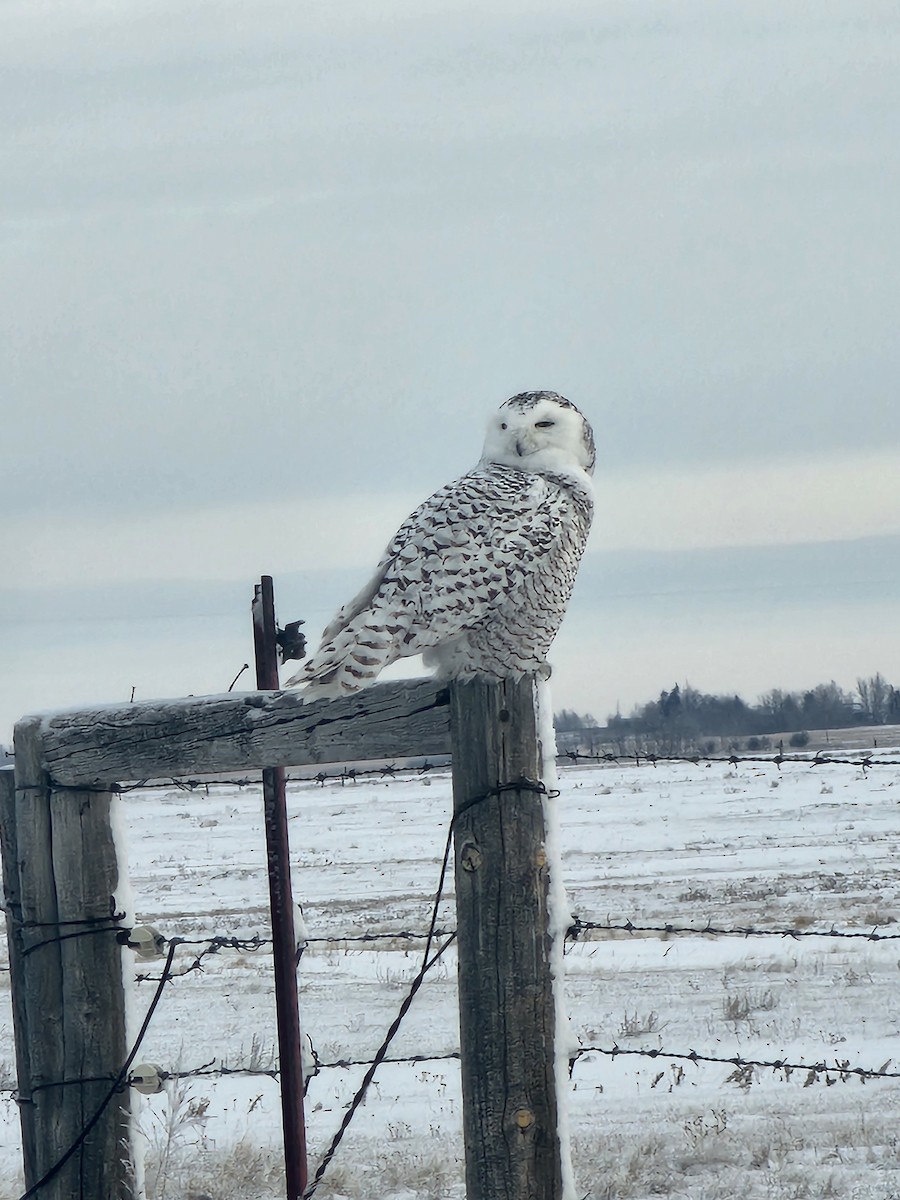 ML629169491 - Snowy Owl - Macaulay Library