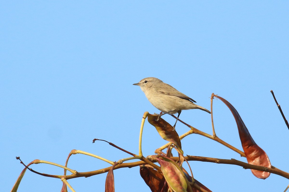 ML629170372 - Plain Leaf Warbler - Macaulay Library
