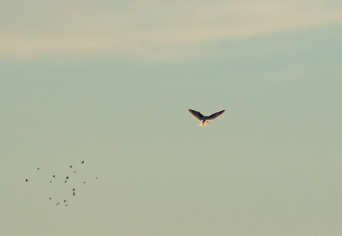 eBird Checklist - 14 Jan 2025 - Sankey Rd. - 19 species
