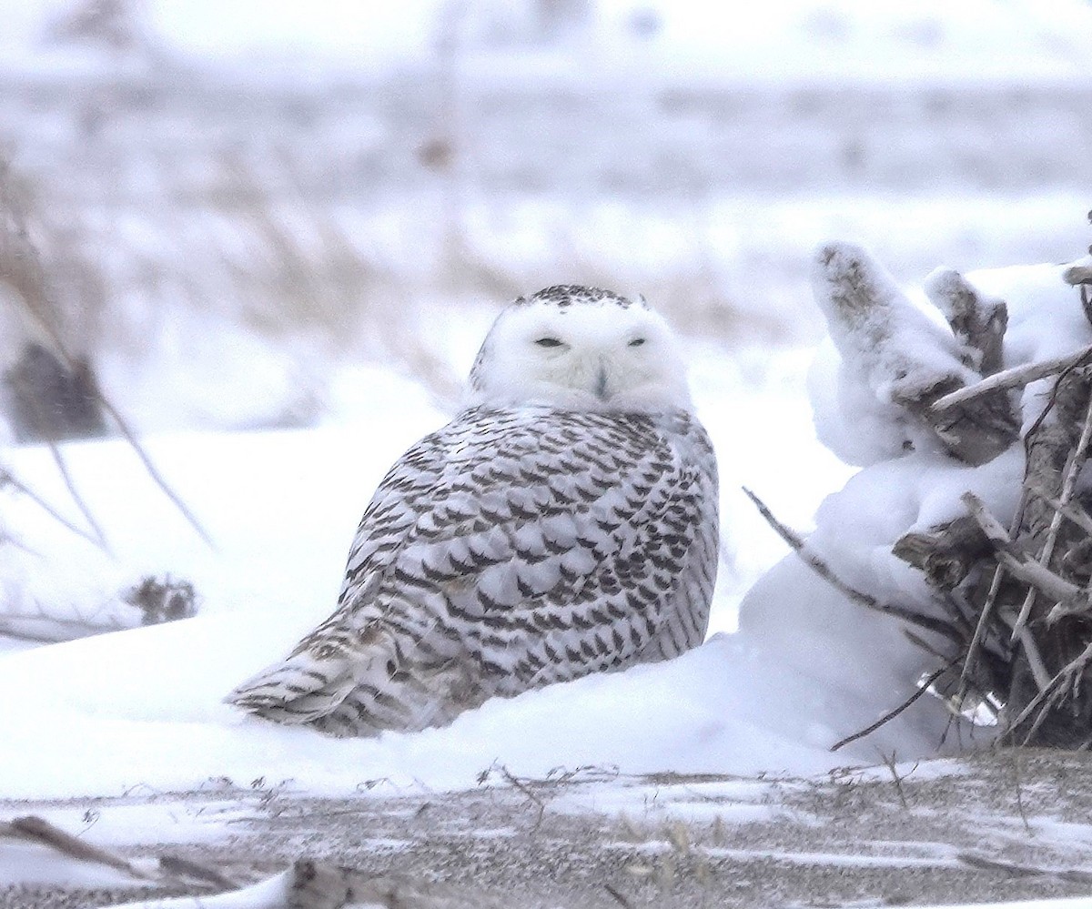 eBird Checklist - 16 Jan 2025 - Presque Isle SP--Gull Pt. - 11 species