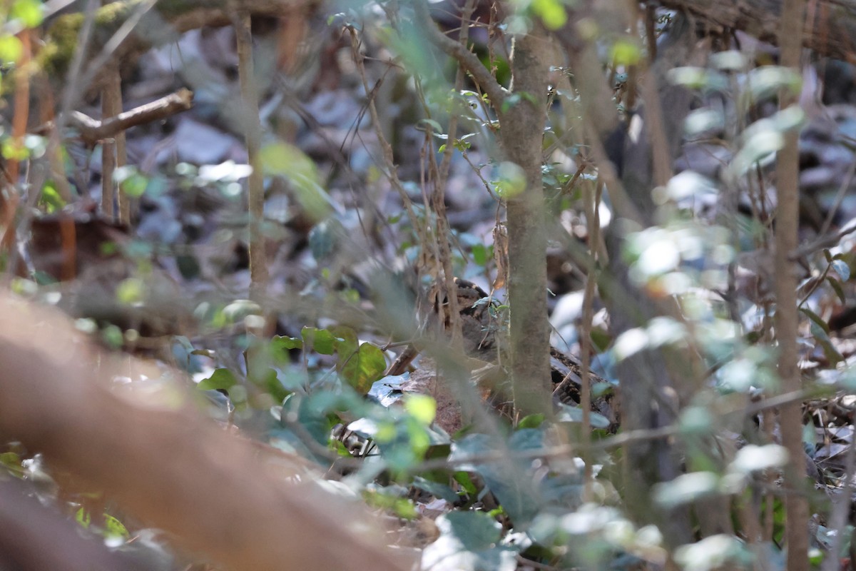 eBird Checklist - 16 Jan 2025 - Clyde Shepherd Nature Preserve - 33 species