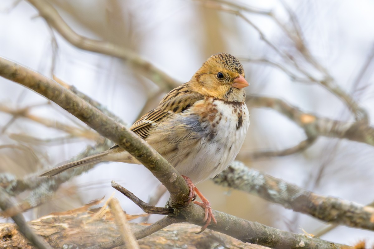 ML629188996 - Harris's Sparrow - Macaulay Library