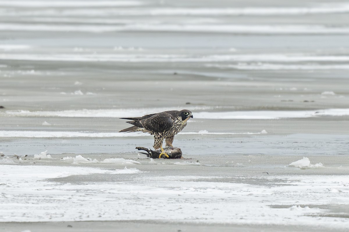 eBird Checklist - 16 Jan 2025 - Presque Isle State Park - 19 species (+1 other taxa)
