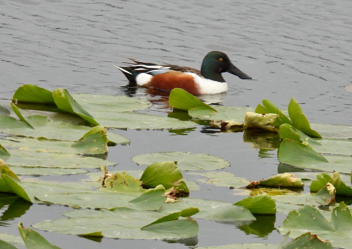 eBird Checklist - 16 Jan 2025 - Roosevelt Wetland - 38 species
