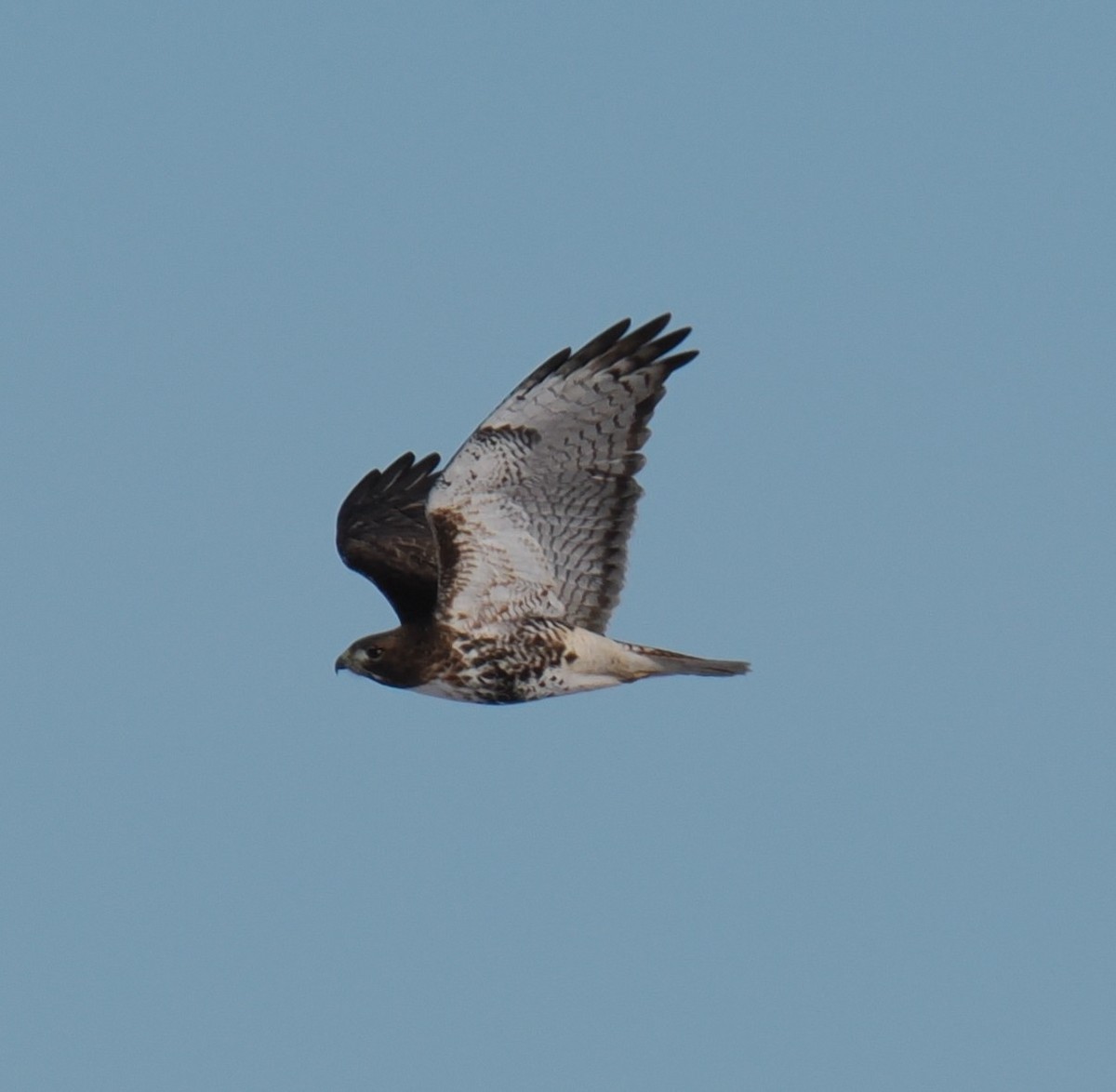 eBird Checklist - 16 Jan 2025 - Camden township - 1 species