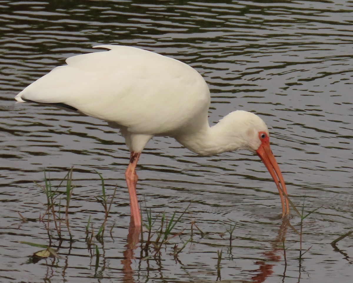 eBird Checklist - 16 Jan 2025 - Jupiter Community Park - 11 species