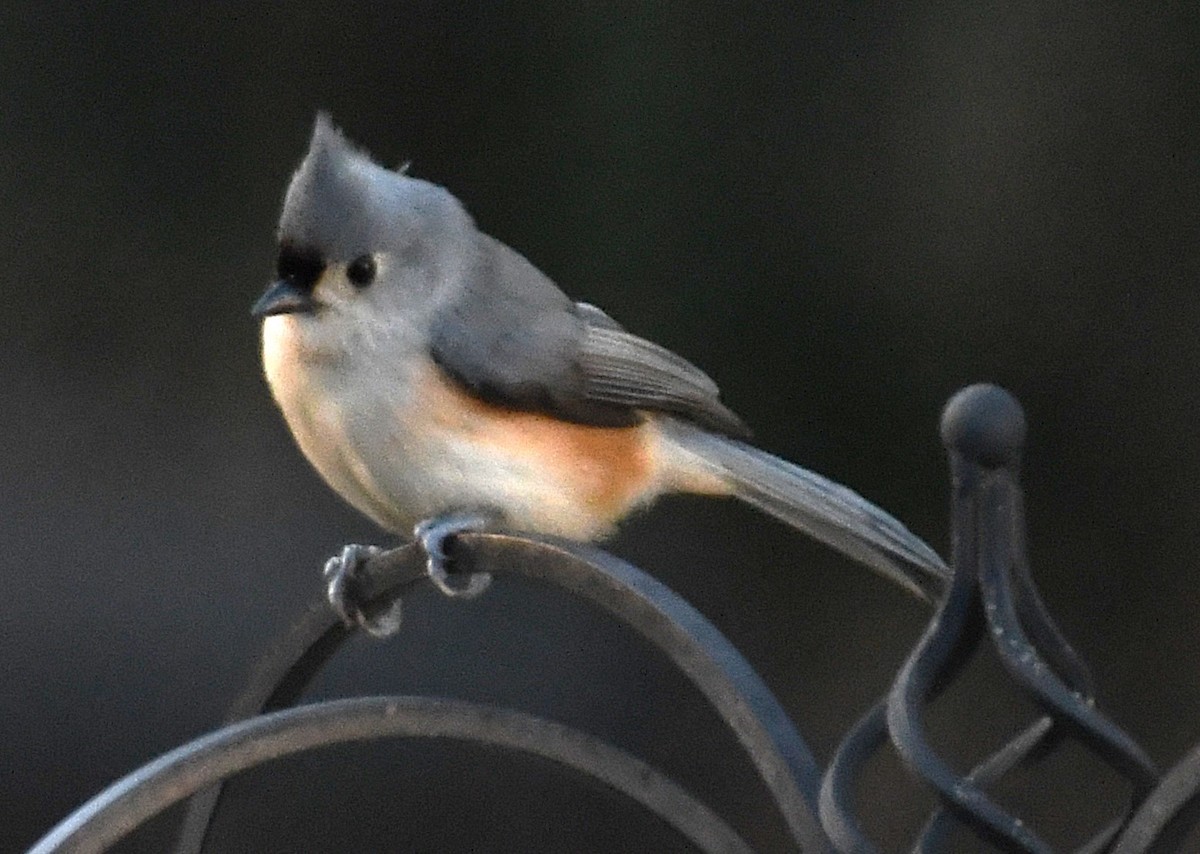 eBird Checklist - 15 Jan 2025 - Home, Kitty Hawk Bay Dr., Colington ...