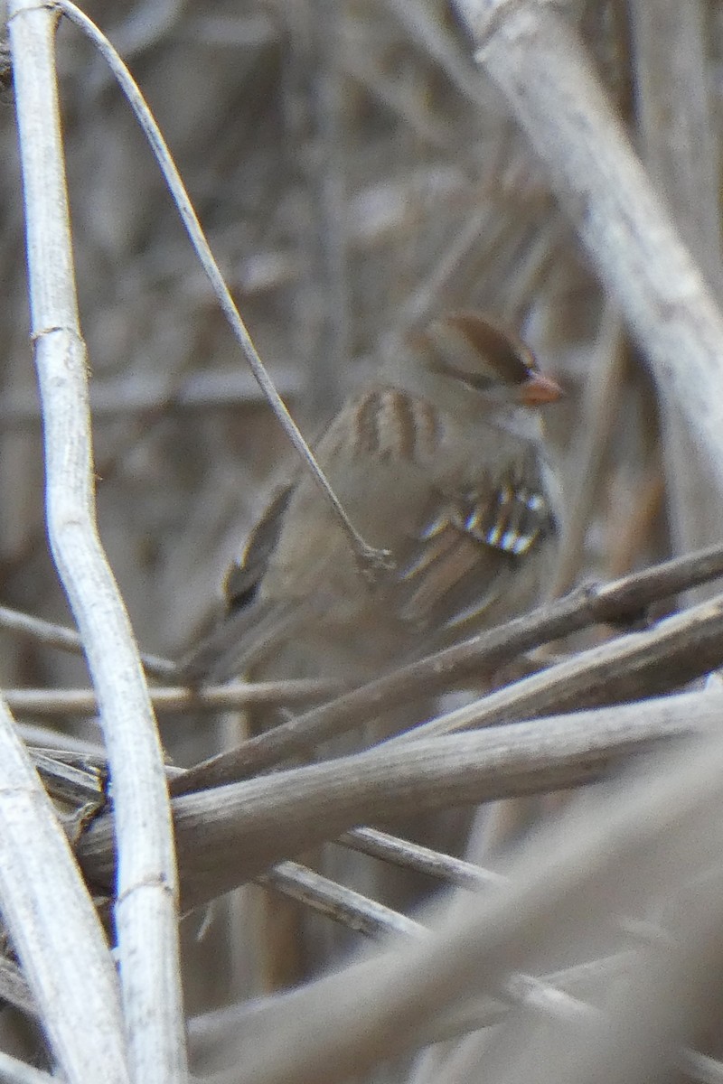 eBird Checklist - 16 Jan 2025 - Lake Mills SWA--Zeloski Marsh - 15 species