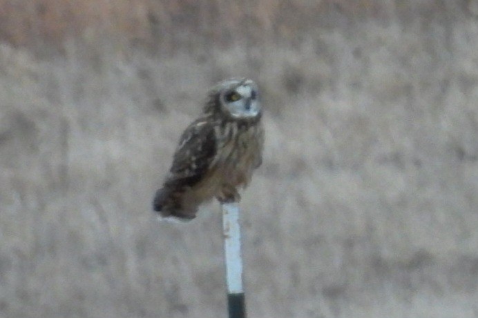 eBird Checklist - 16 Jan 2025 - Brunner Family Forest Preserve - 6 species