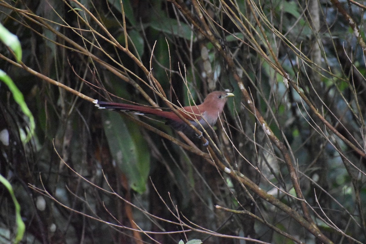 eBird Checklist - 22 Dec 2024 - Spring paradise - 14 species