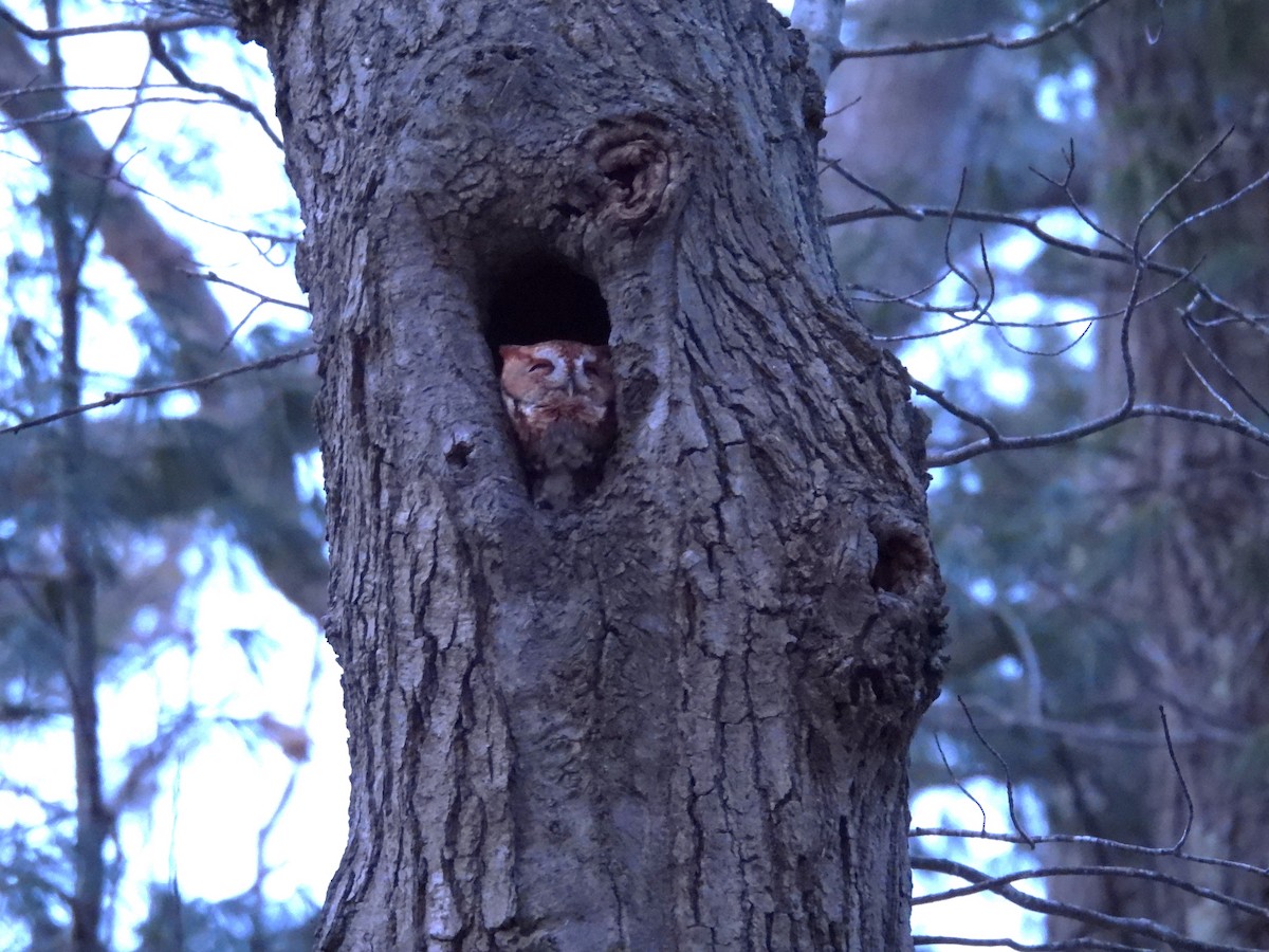 eBird Checklist - 16 Jan 2025 - Canco Woods, Portland - 2 species