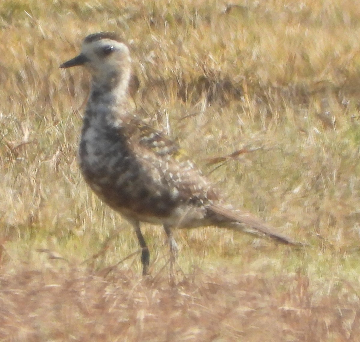 eBird Checklist - 15 Jan 2025 - Wolf Springs Road - 40 species (+1 ...