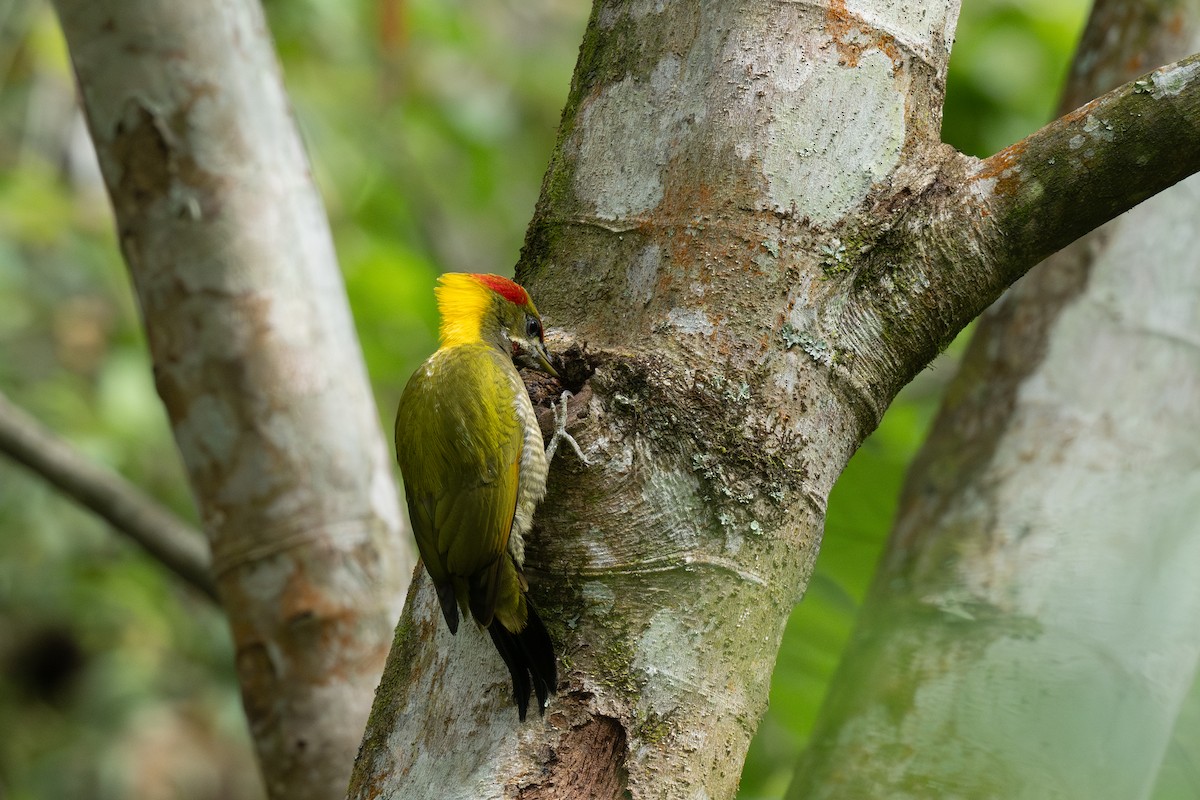 eBird Checklist - 14 Nov 2024 - Trogonvilla, Mongar, BT (27.295, 91.165 ...