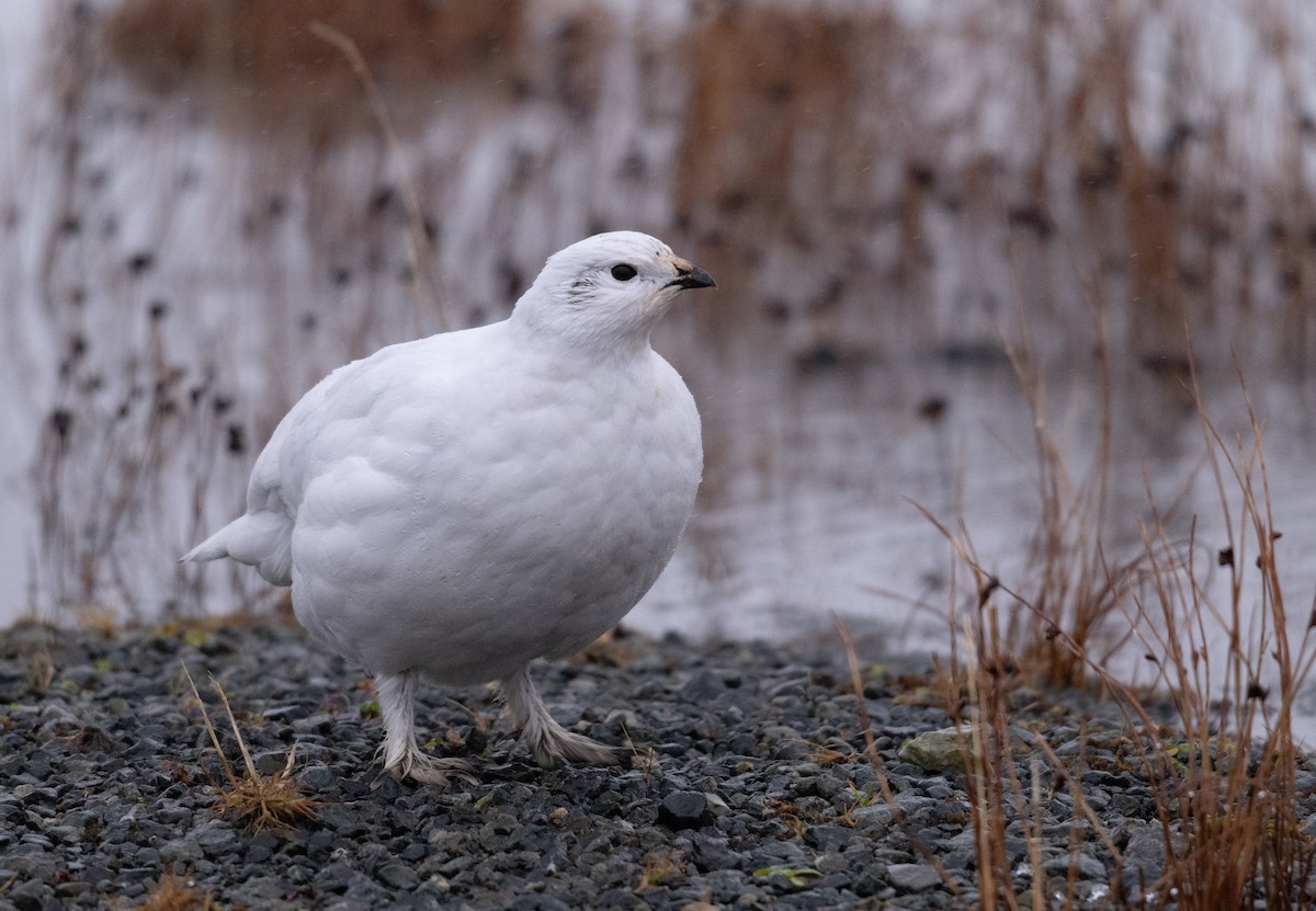 eBird Checklist - 15 Jan 2025 - Adak Island - 14 species
