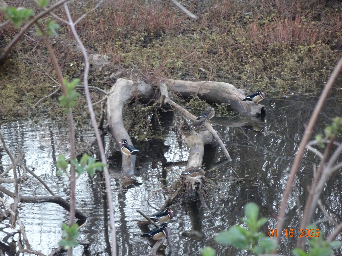 eBird Checklist - 16 Jan 2025 - American River Parkway behind condo ...