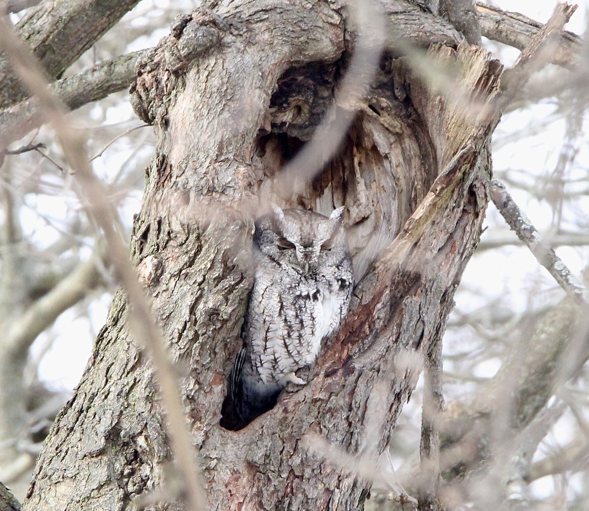 eBird Checklist - 13 Jan 2025 - Pearson Metropark - 13 species