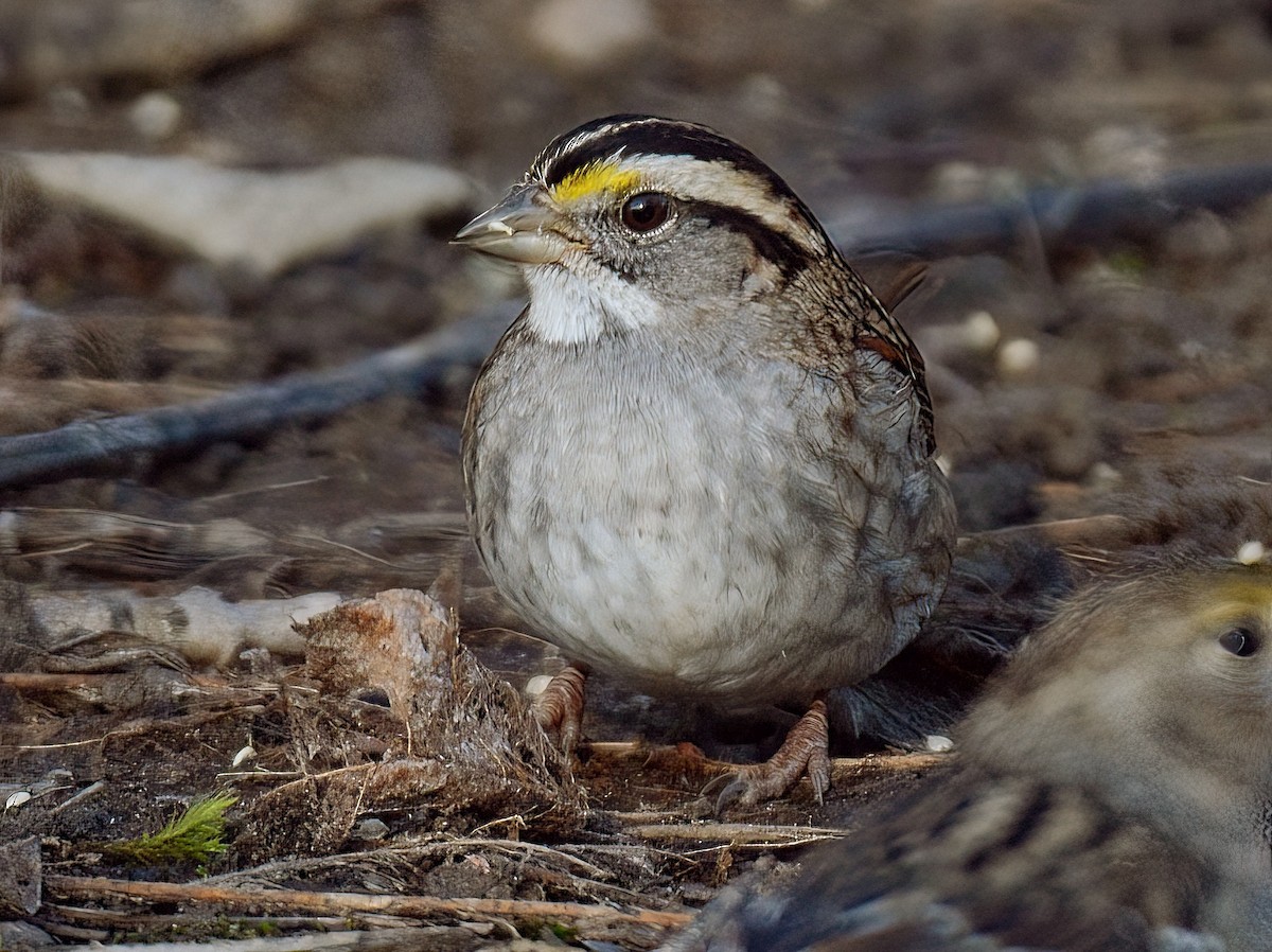 eBird Checklist - 15 Jan 2025 - Sauvie Island--Rentenaar Rd. - 23 species
