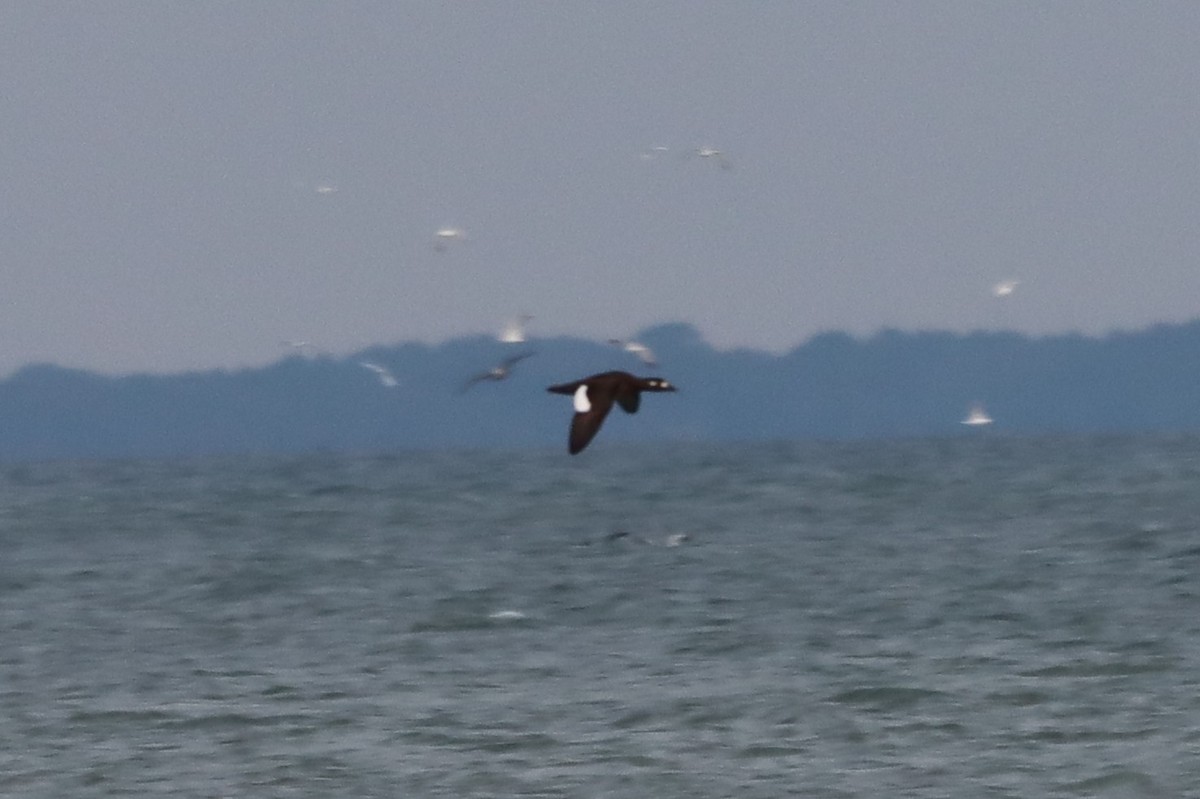 eBird Checklist - 16 Jan 2025 - Fort Story--Cape Henry Memorial ...