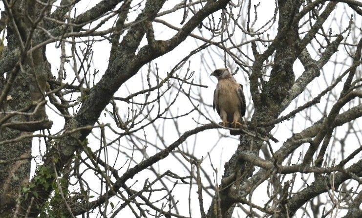 eBird Checklist - 17 Jan 2025 - A394, Marazion GB-England 50.13549, -5.47586 - 2 species