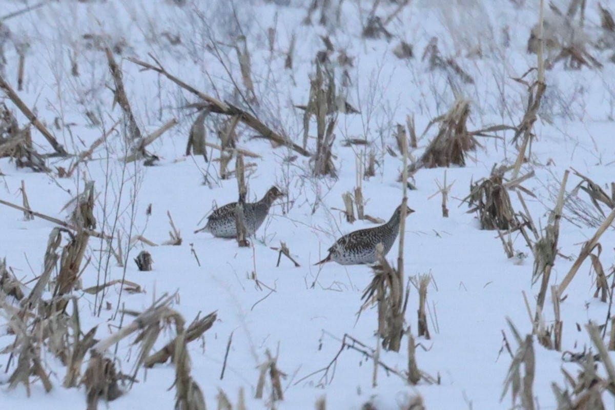 eBird Checklist - 15 Jan 2025 - Nestorville Road, Huron Shores, Ontario ...