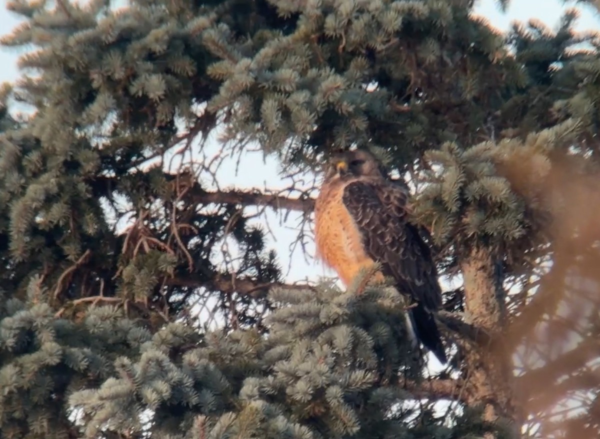 eBird Checklist - 17 Jan 2025 - Parker River NWR - 20 species