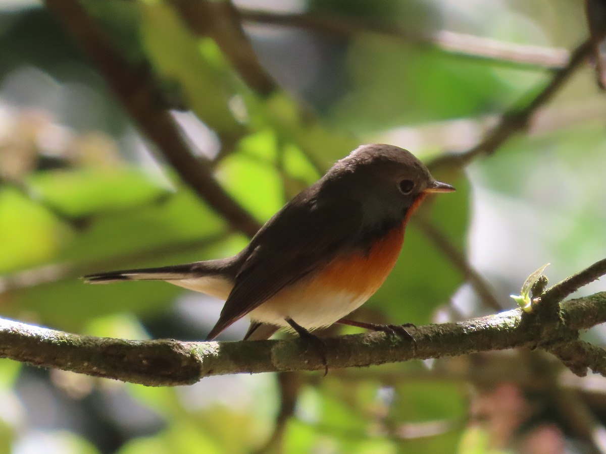 ML629225479 - Kashmir Flycatcher - Macaulay Library