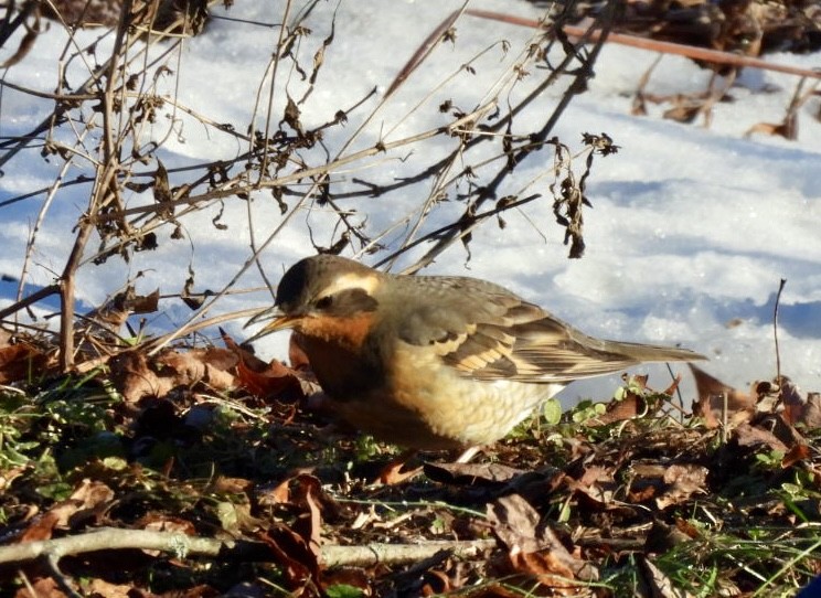 ML629225955 - Varied Thrush - Macaulay Library