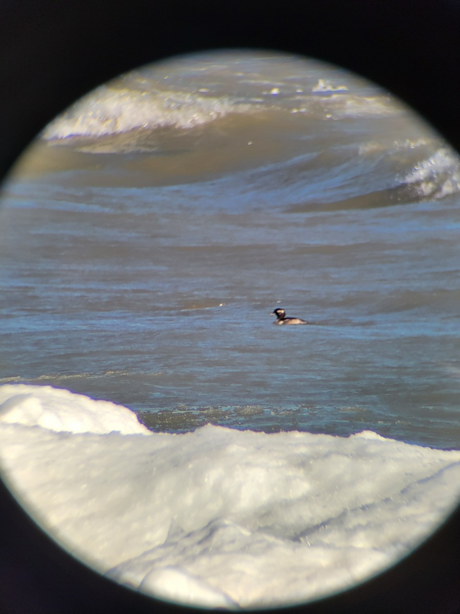 eBird Checklist - 17 Jan 2025 - Wind Point (Lighthouse and Shoop Park ...