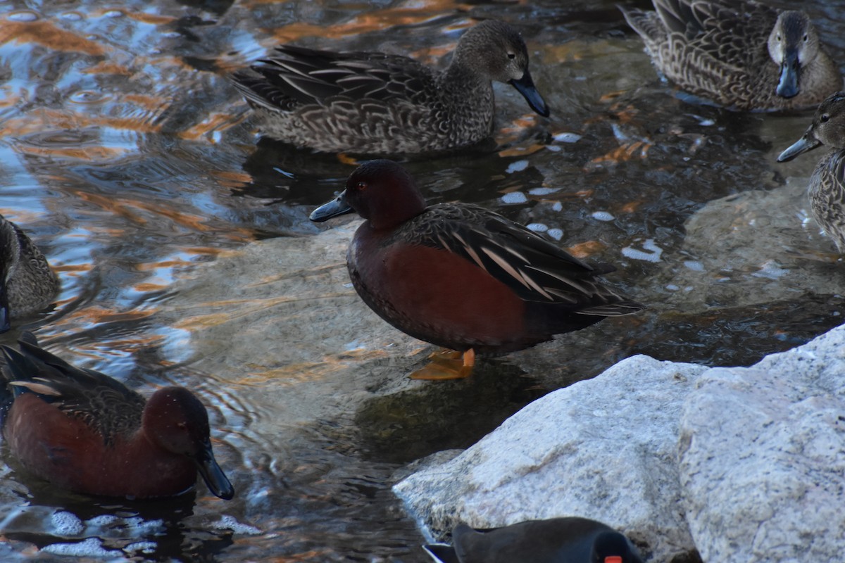 eBird Checklist - 17 Jan 2025 - Henderson Bird Viewing Preserve - 26 ...
