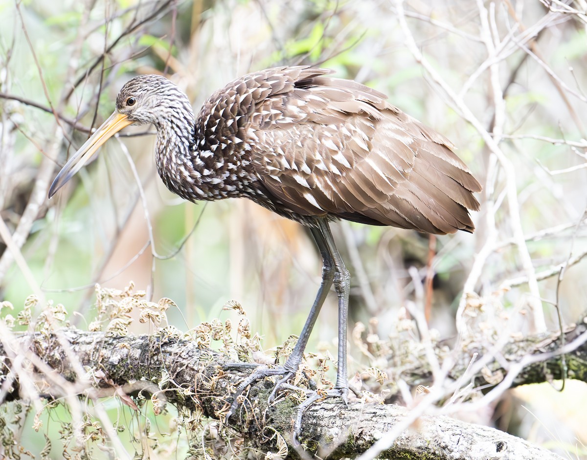 Pennsylvania Bird Atlas Checklist - 17 Jan 2025 - Audubon Corkscrew ...