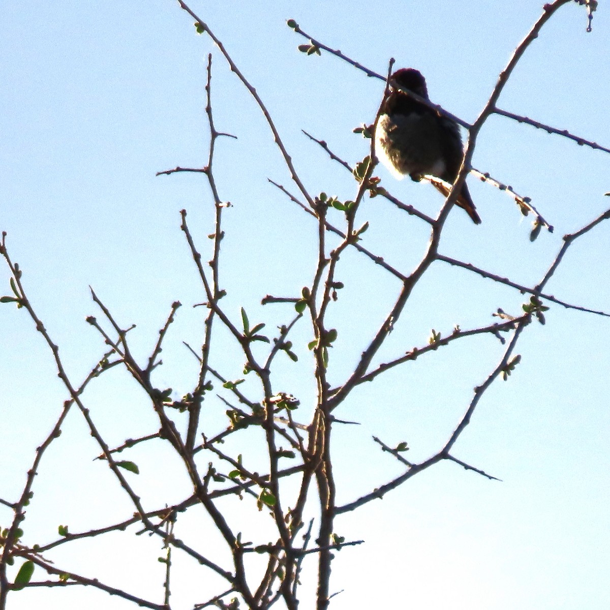 eBird Checklist - 17 Jan 2025 - Robbins Butte Wildlife Area - 21 ...
