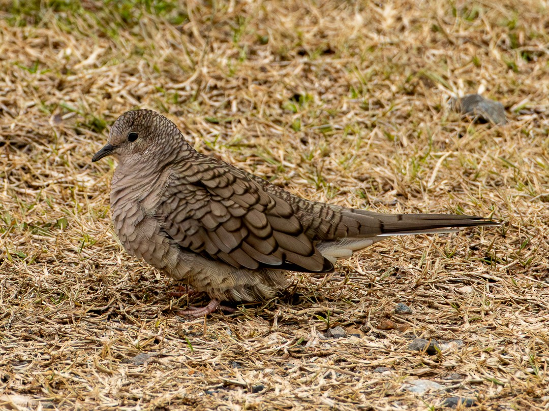 eBird Checklist - 17 Jan 2025 - Red River NWR--Bayou Pierre Unit Yates ...