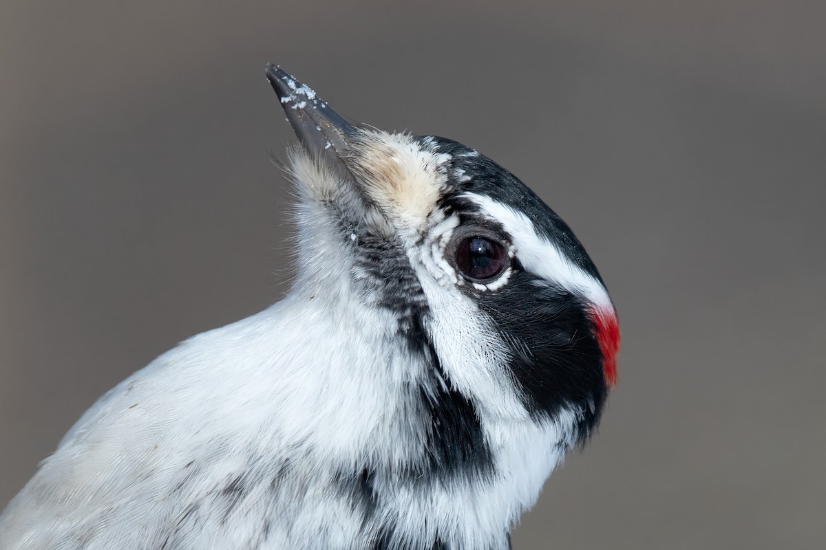 eBird Checklist - 17 Jan 2025 - RNF du Cap-Tourmente - 20 species