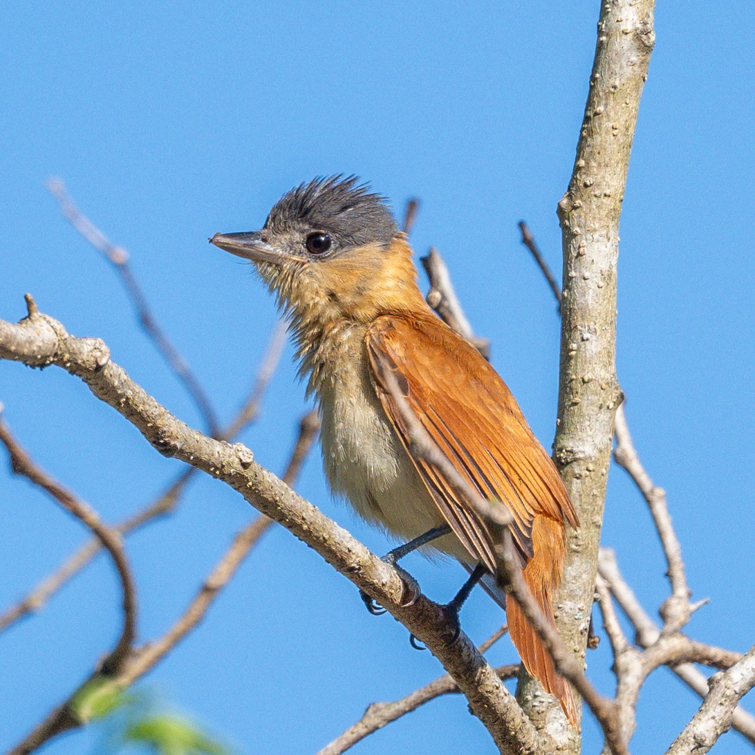 eBird Checklist - 5 Jan 2025 - Potreros de Ceiba - Orotina - 25 species