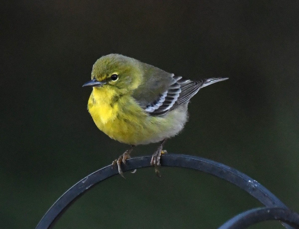 eBird Checklist - 17 Jan 2025 - Home, Kitty Hawk Bay Dr., Colington ...