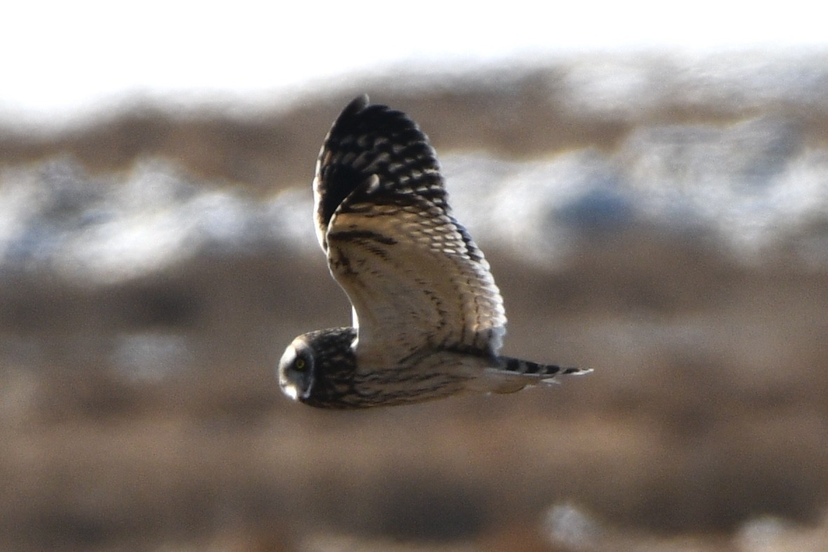 eBird Checklist - 17 Jan 2025 - Parker River NWR - 29 species