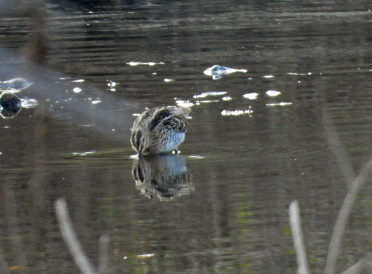eBird Checklist - 17 Jan 2025 - Frank G. Bonelli RP/Puddingstone ...