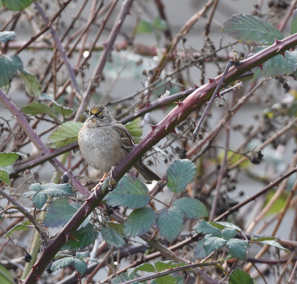 eBird Checklist - 17 Jan 2025 - Mountain View Cemetery Marsh - 43 species